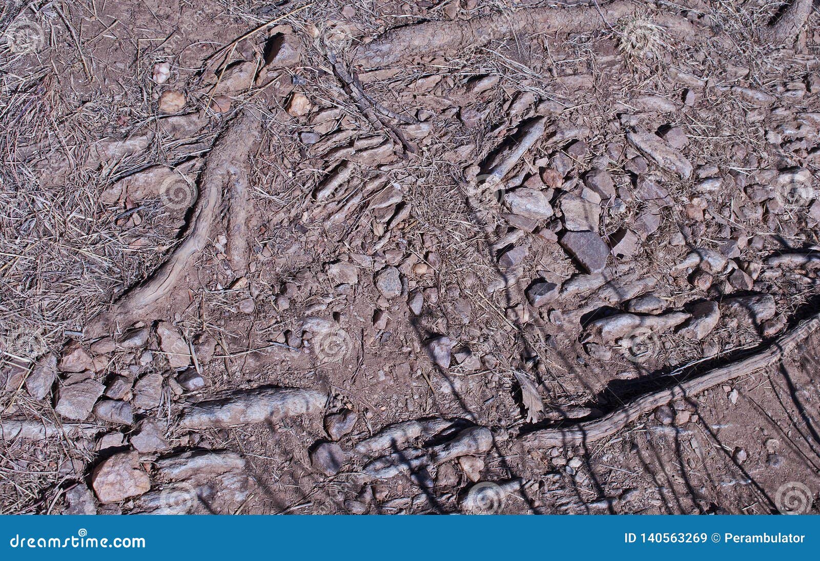 TIPS of ROCKS and TREE ROOTS PROTRUDING through the GROUND Stock Image ...