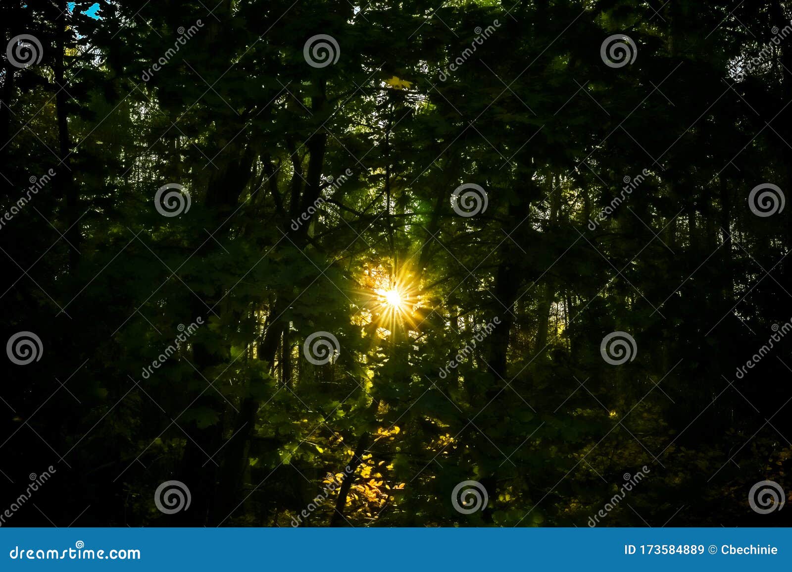 View To a Dark Forest with Sunbeams of the Setting Sun. Stock Image ...