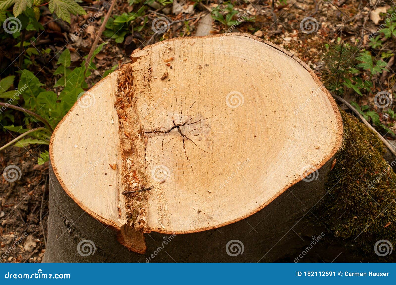 View To Fresh Cut Beech Stump with Sawdust Stock Image - Image of bark ...