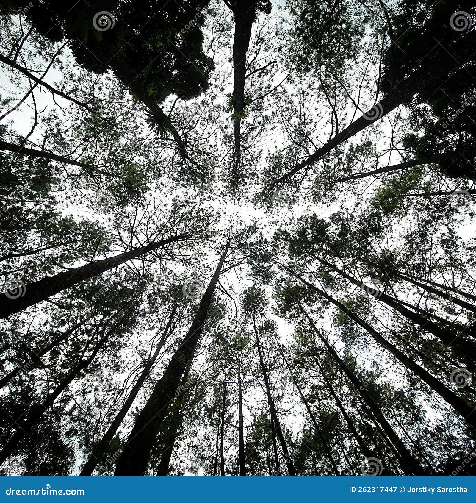 View To the Sky from a Pine Tree Forest Stock Image - Image of trunk ...