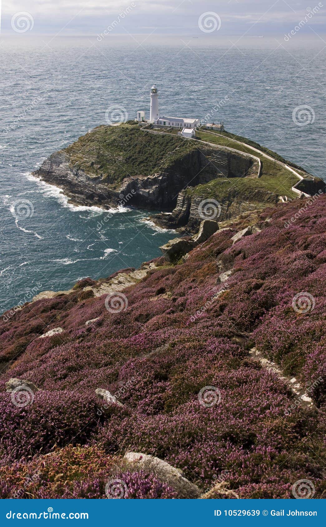 View to South Stack stock image. Image of isle, flower - 10529639