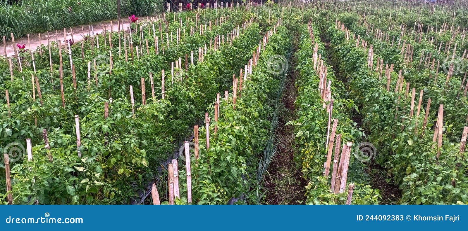 View of a tomato field stock image. Image of field, farm - 244092383