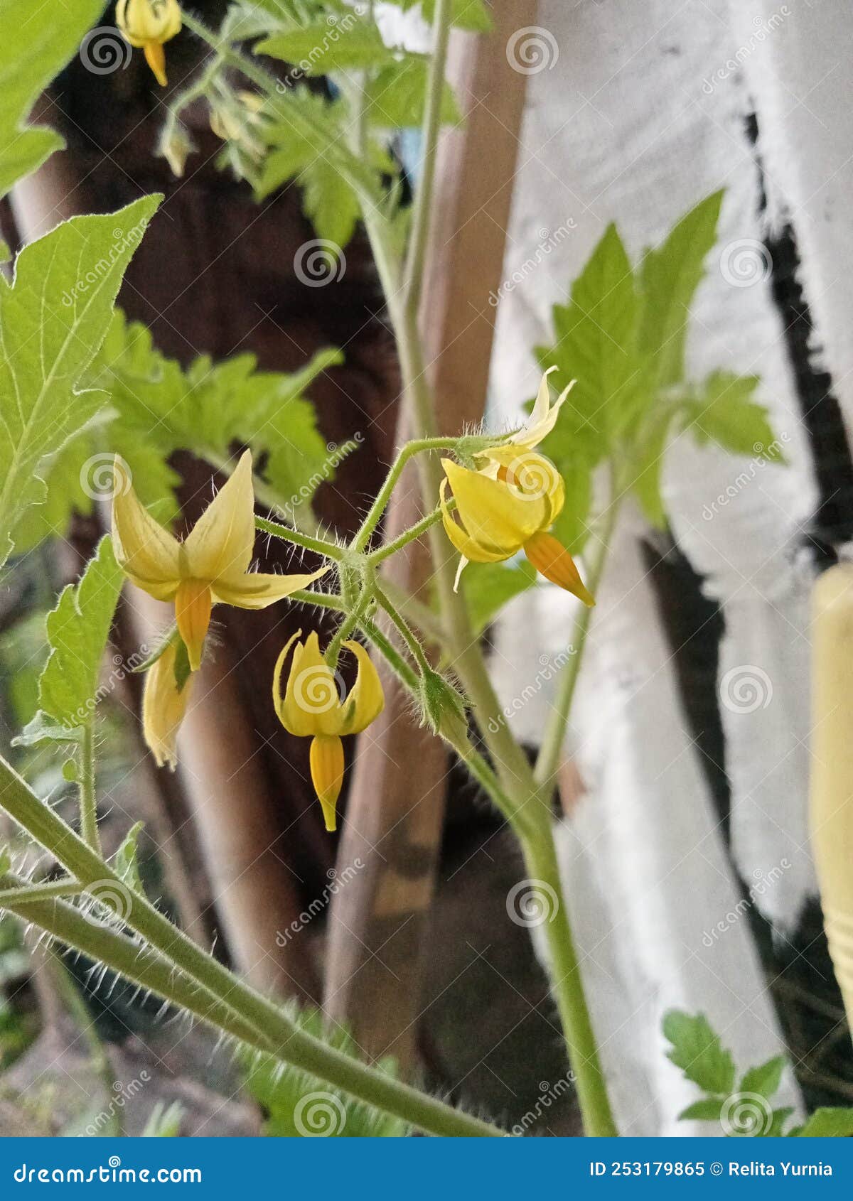 The View of the Tomato Tree in Full Bloom Stock Image - Image of tomato ...