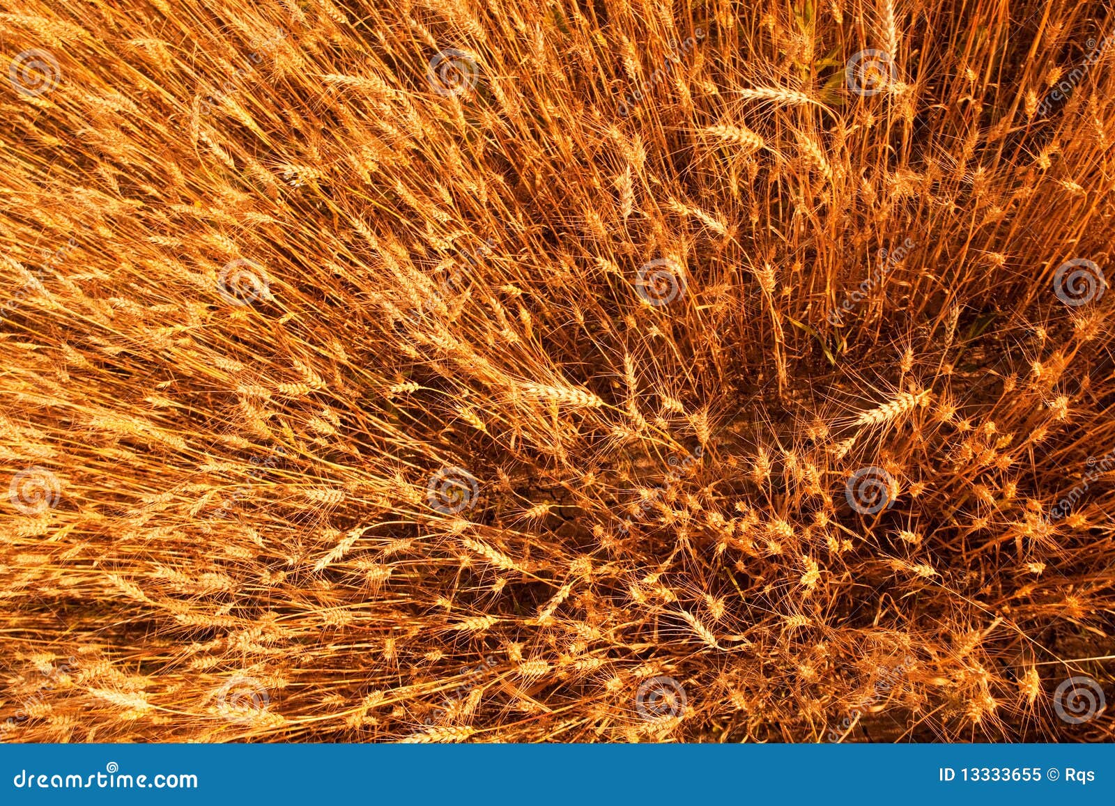 View from Top on Feeld of Yellow Wheat Stock Image - Image of plant ...