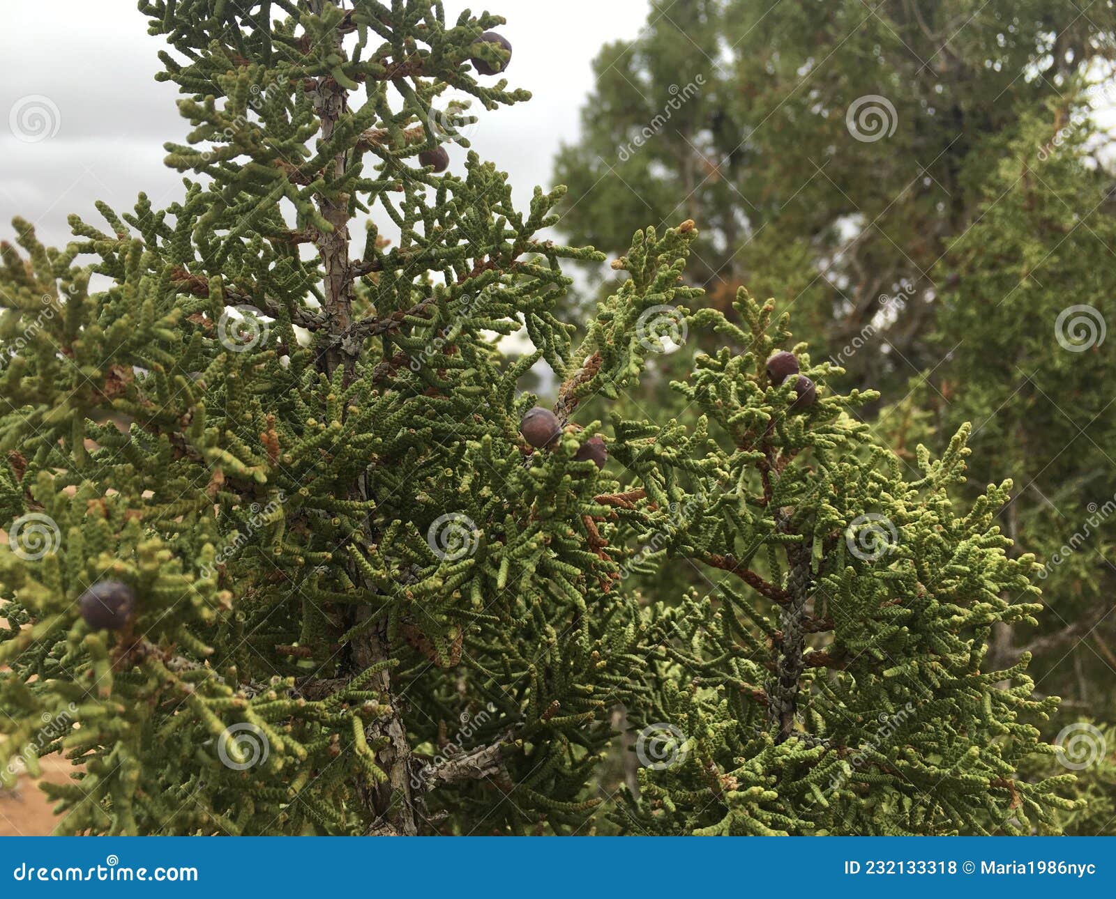 View from Top of Mesa in Utah - Snowing in October. Stock Photo - Image ...