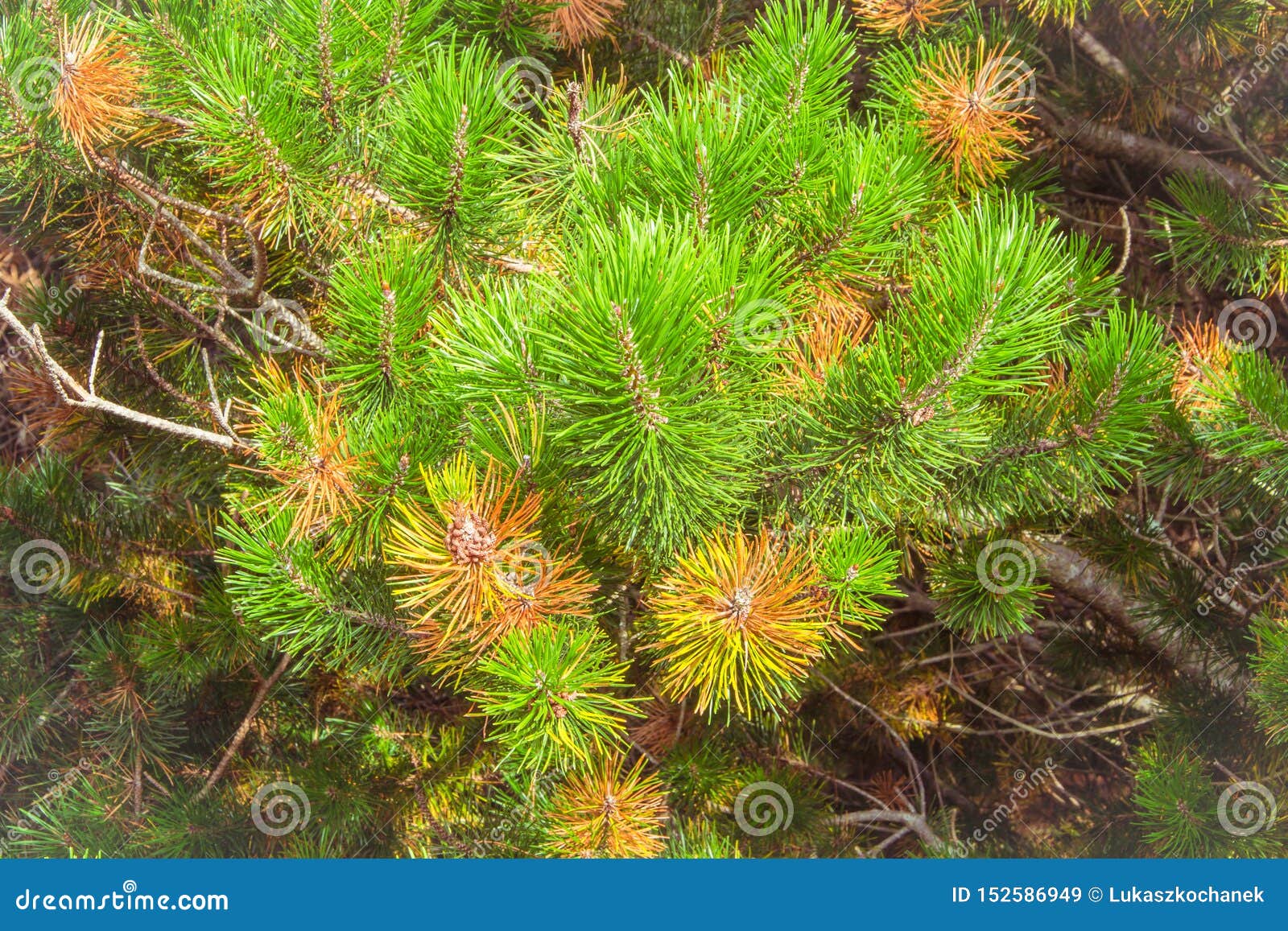 View of Top of Pine Tree with Pine Leaf, Green Pine Cones and Branch ...