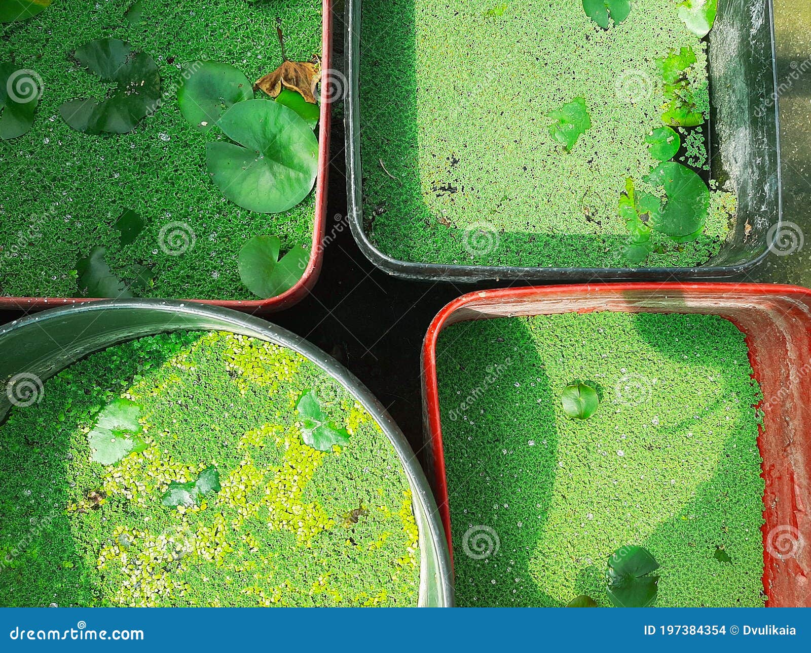 View from the Top of the Pots with Micro-algae Grown for Ponds and ...