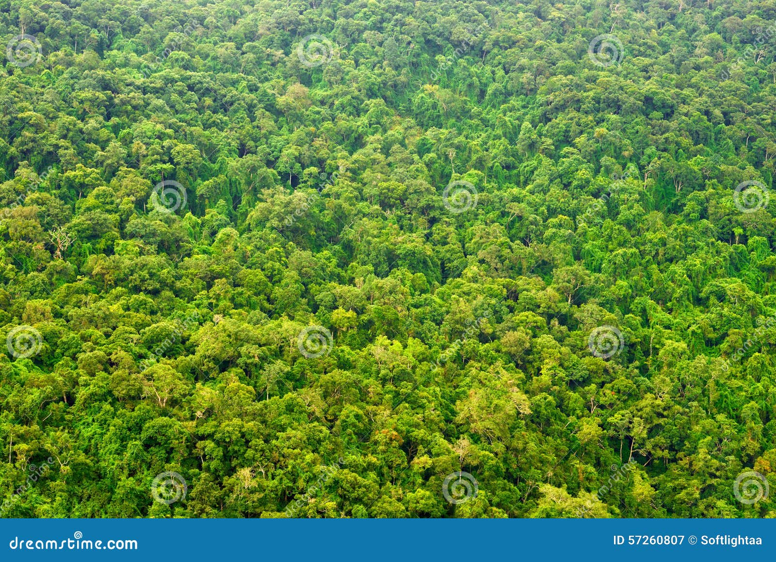 View from the Top on the Rain Forest Stock Image - Image of forest ...