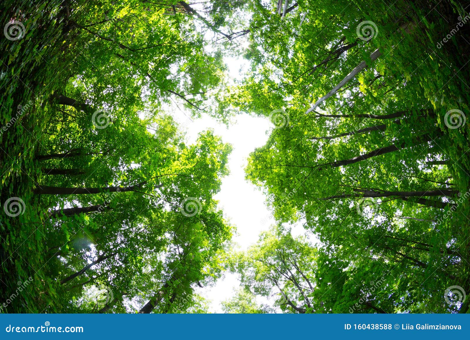View on top of trees stock photo. Image of colorful - 160438588
