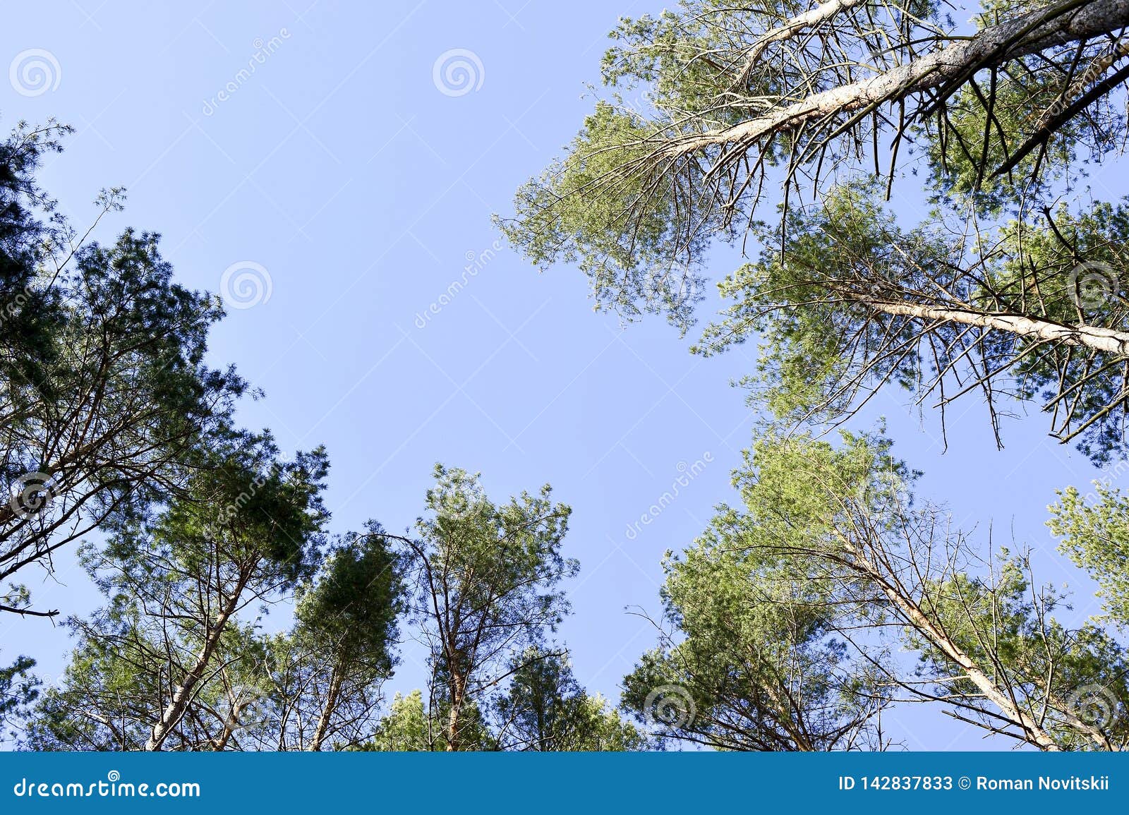 View of the Tops of Pine Trees on a Sunny Day Against the Blue Clear ...