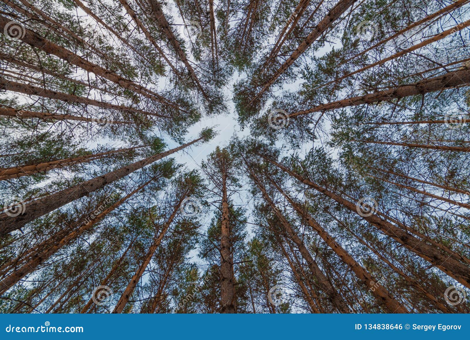 View of the Tops of the Pine Trees in Winter Forest from the Ground ...