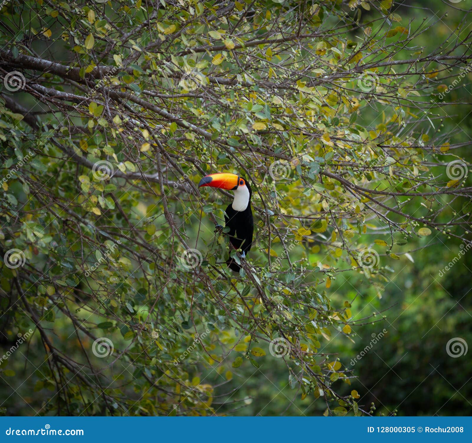 Toucan Toco Sitting on the Tree Stock Image - Image of tree ...