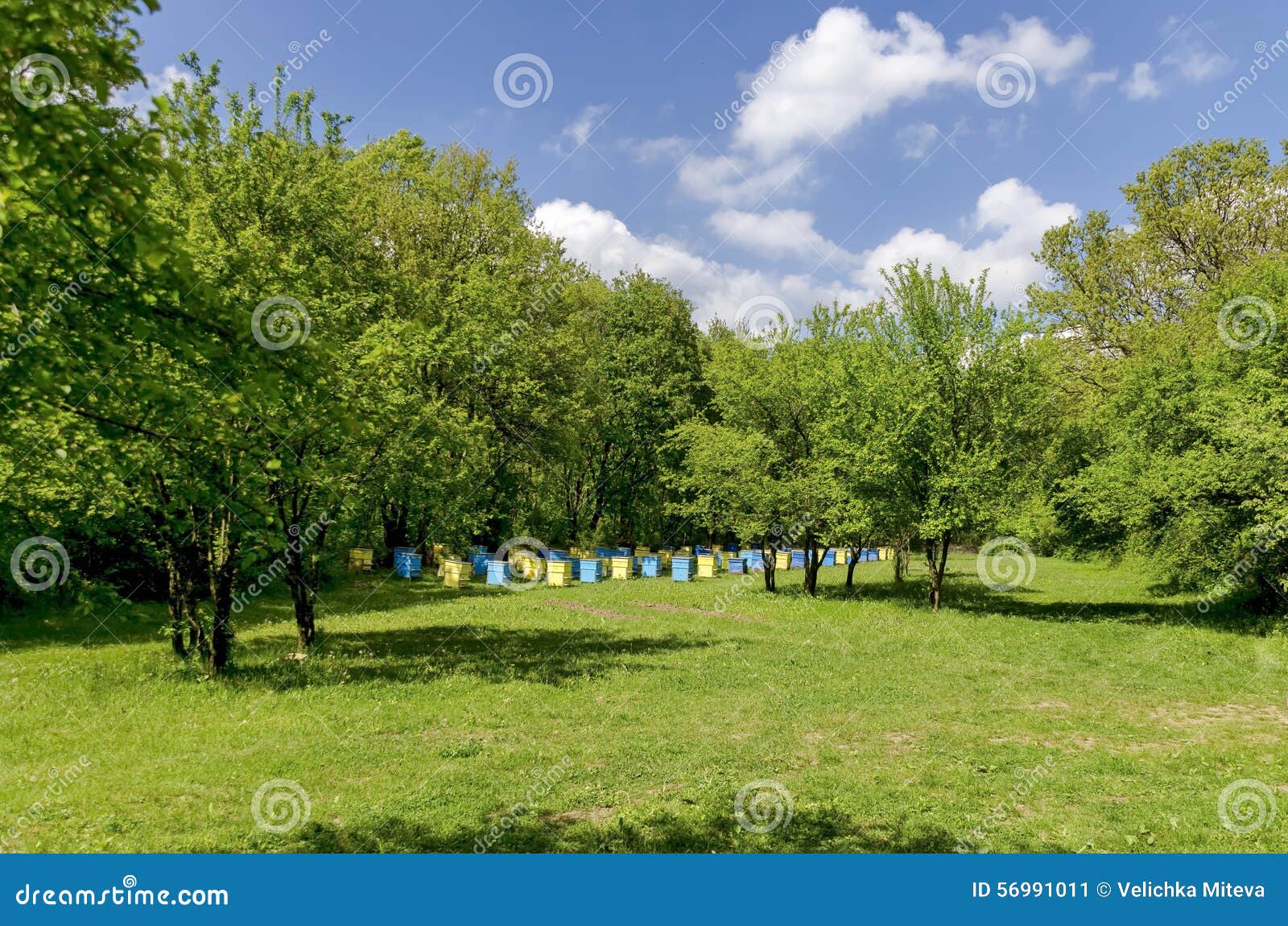 View Toward Apiary with Beehive in the Field at Forest Stock Image ...