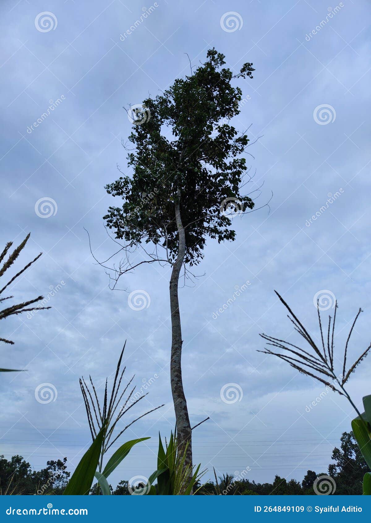 View of Towering Trees in Rainy Season Stock Image - Image of season ...