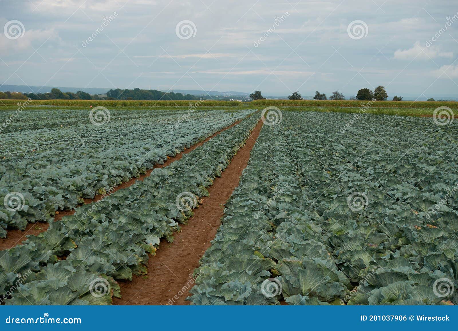 View of Tracks in the White Cabbage Field Stock Photo - Image of ...