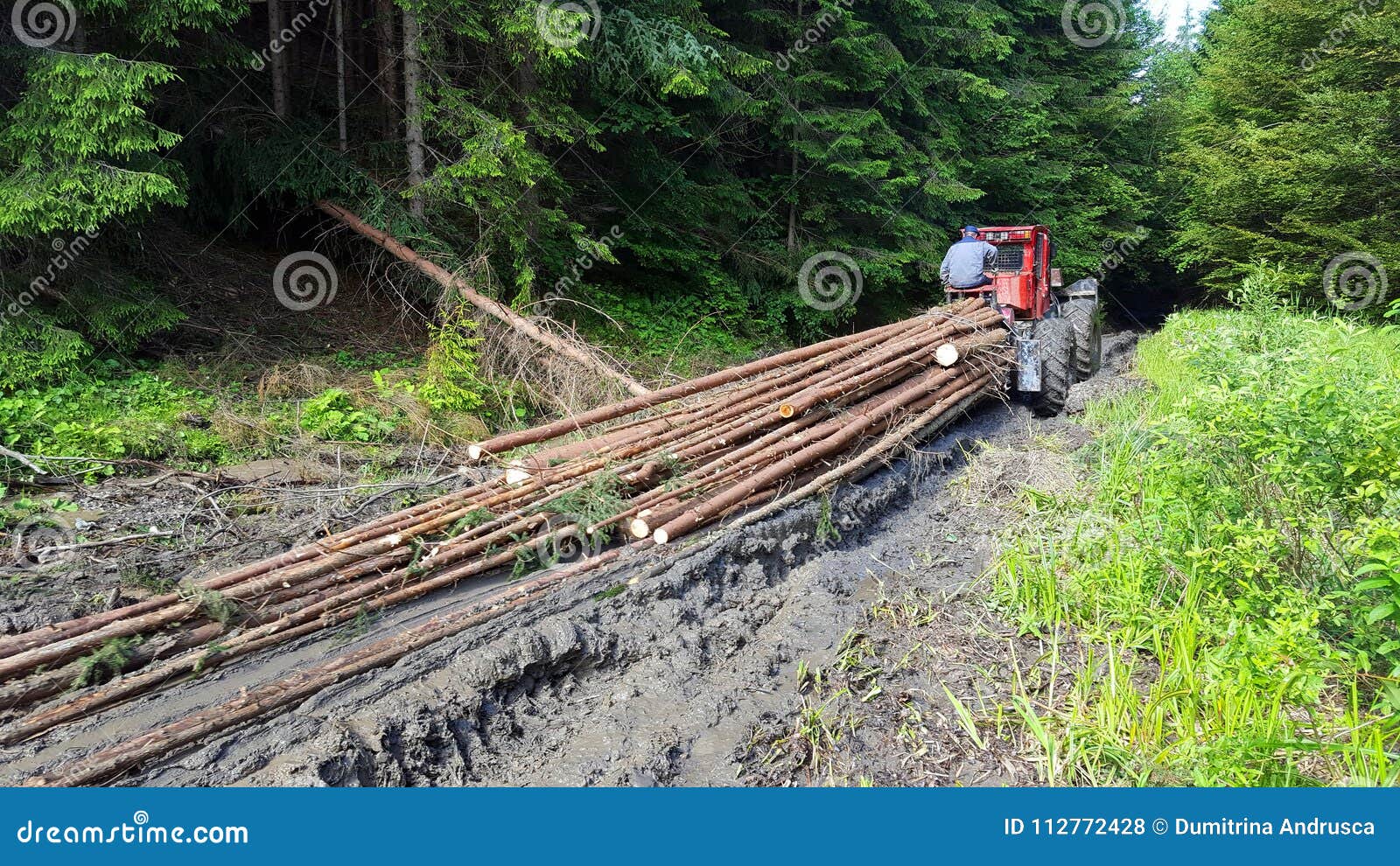 Tractor Transporting the Wood Editorial Stock Photo - Image of ...
