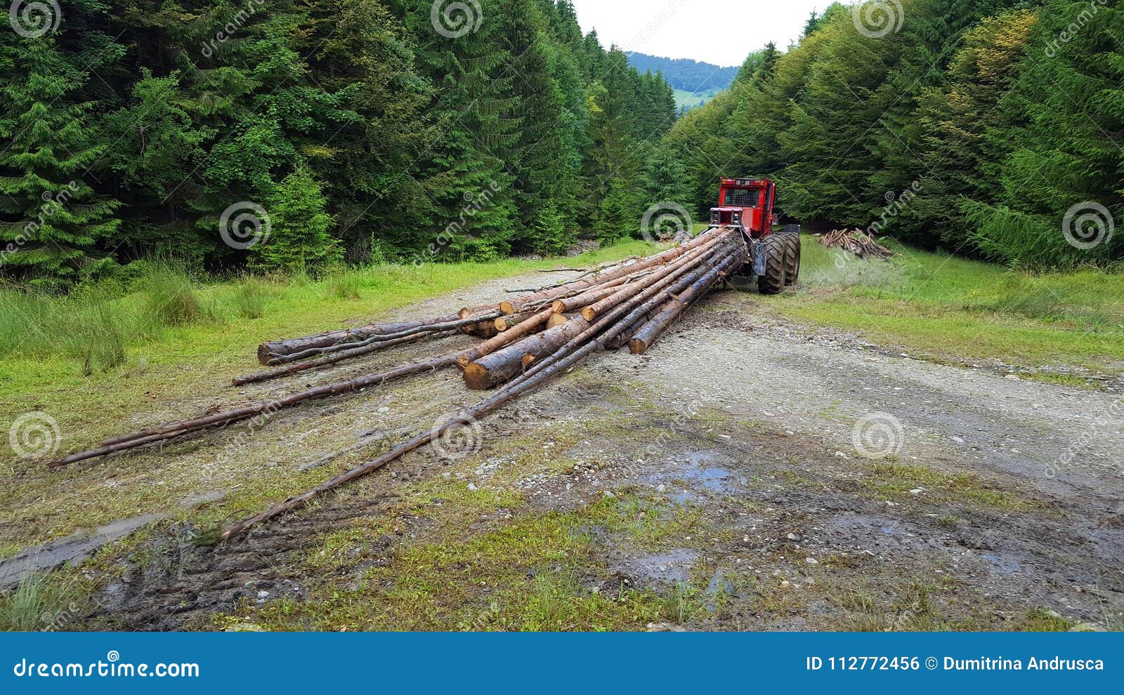 Tractor Transporting the Wood Stock Photo - Image of material, forestry ...