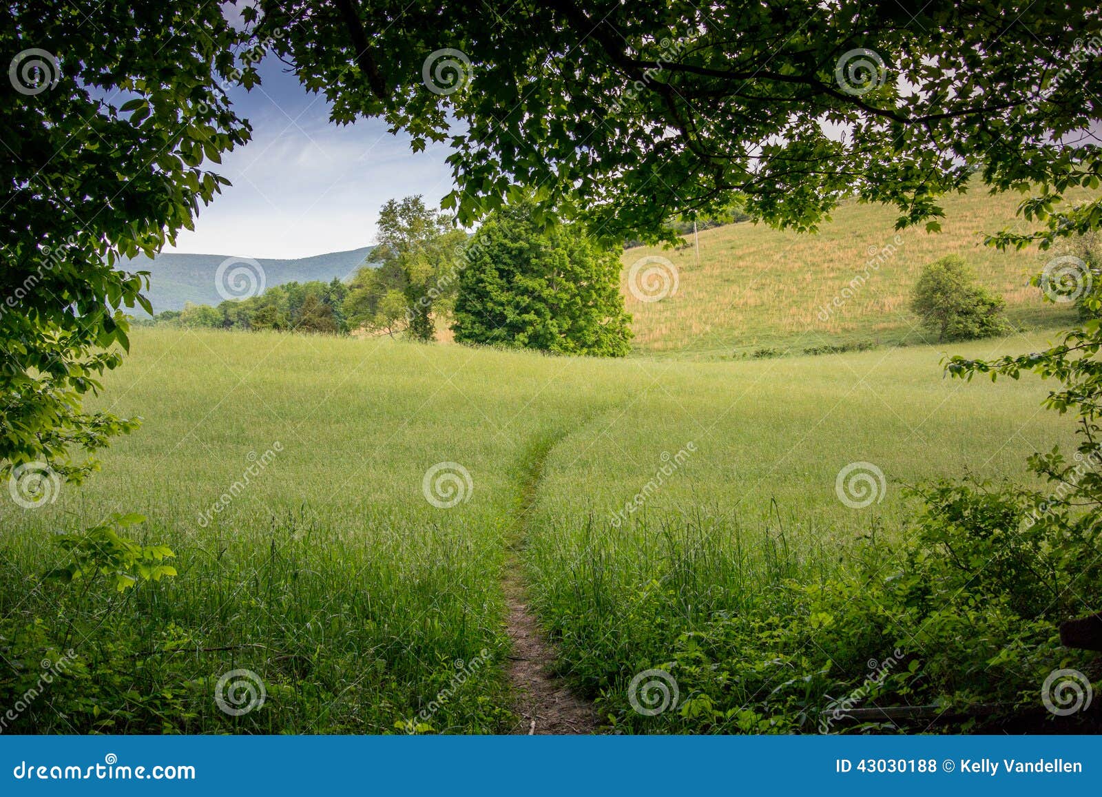 View of Trail in Open Field Stock Photo - Image of emerge, forest: 43030188