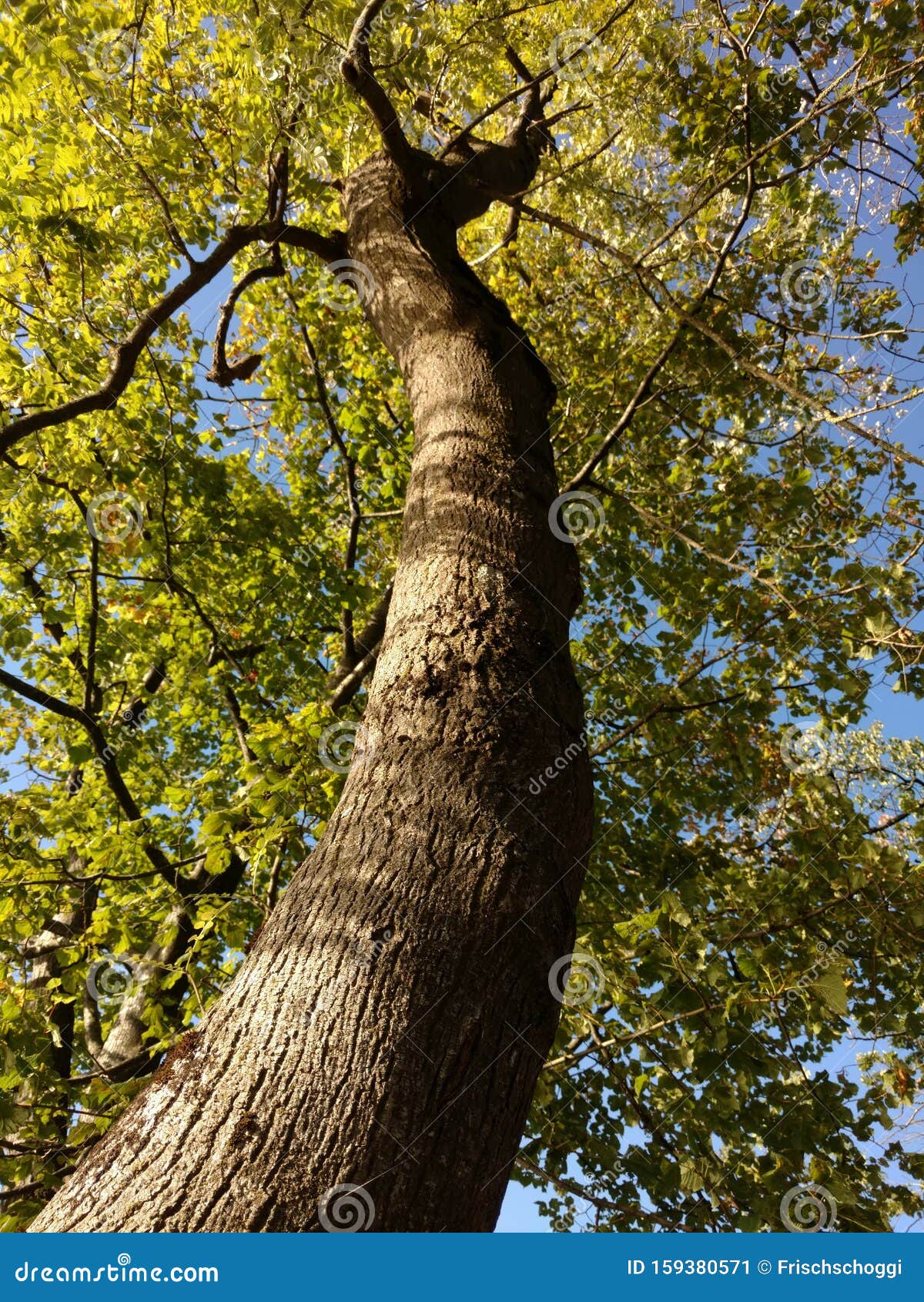 A View of the Tree from Below in the Sunlight Stock Image - Image of ...