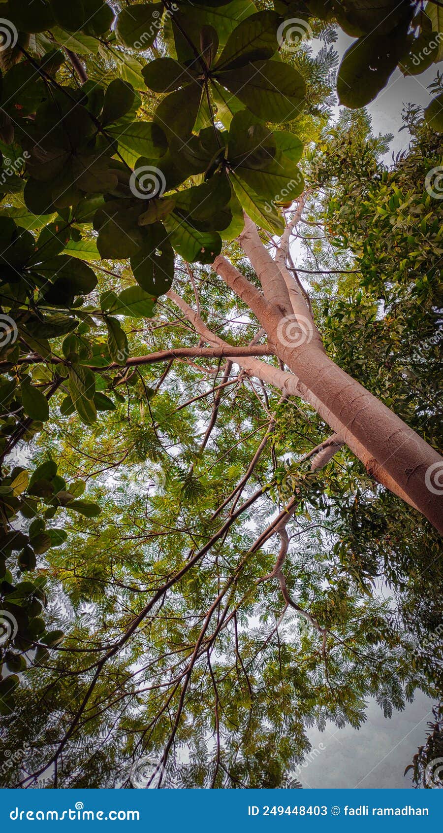 View of the Tree from Below Stock Image - Image of view, woods: 249448403