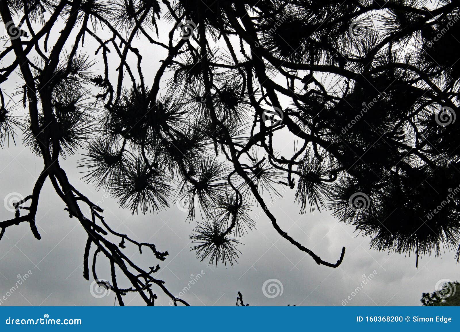 A View of a Tree from Beneath Stock Photo - Image of tree, shropshire ...