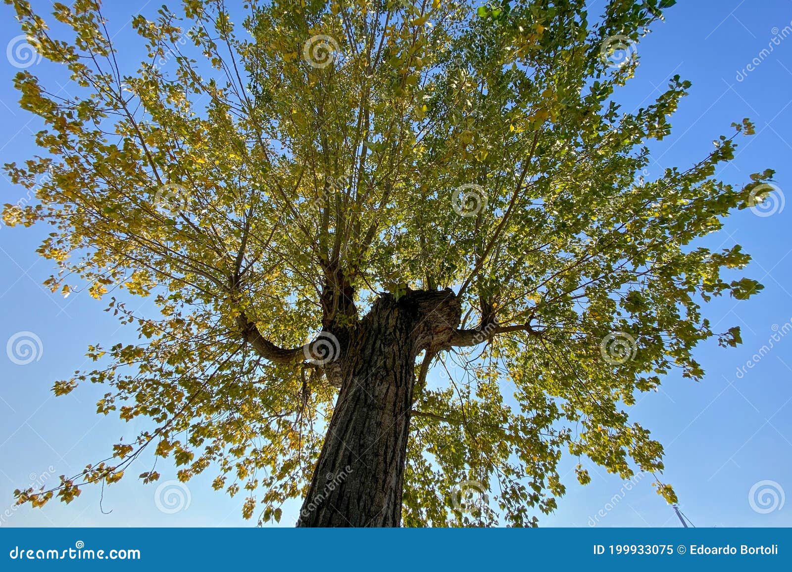 Simple Perspective View of a Tree Stock Image - Image of season ...