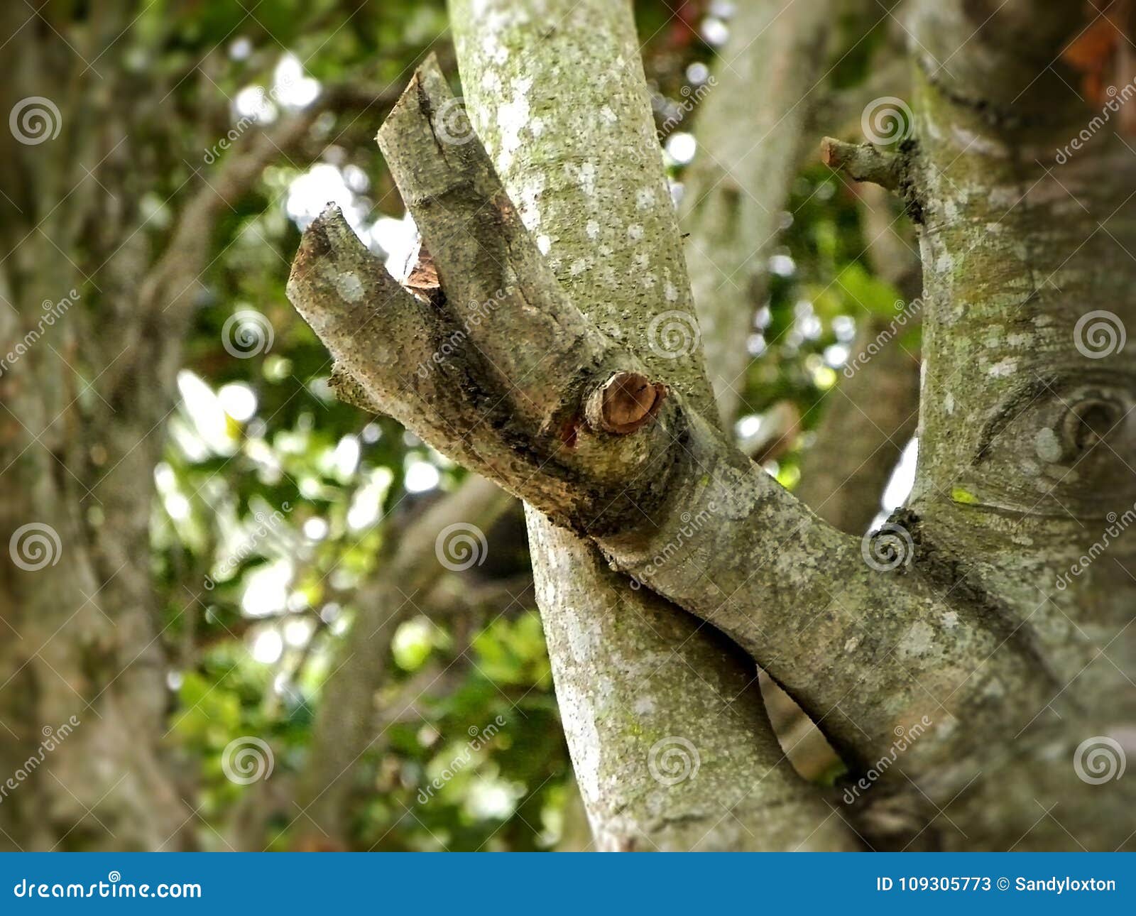 Snake tree stock image. Image of growing, gardens, snake - 109305773
