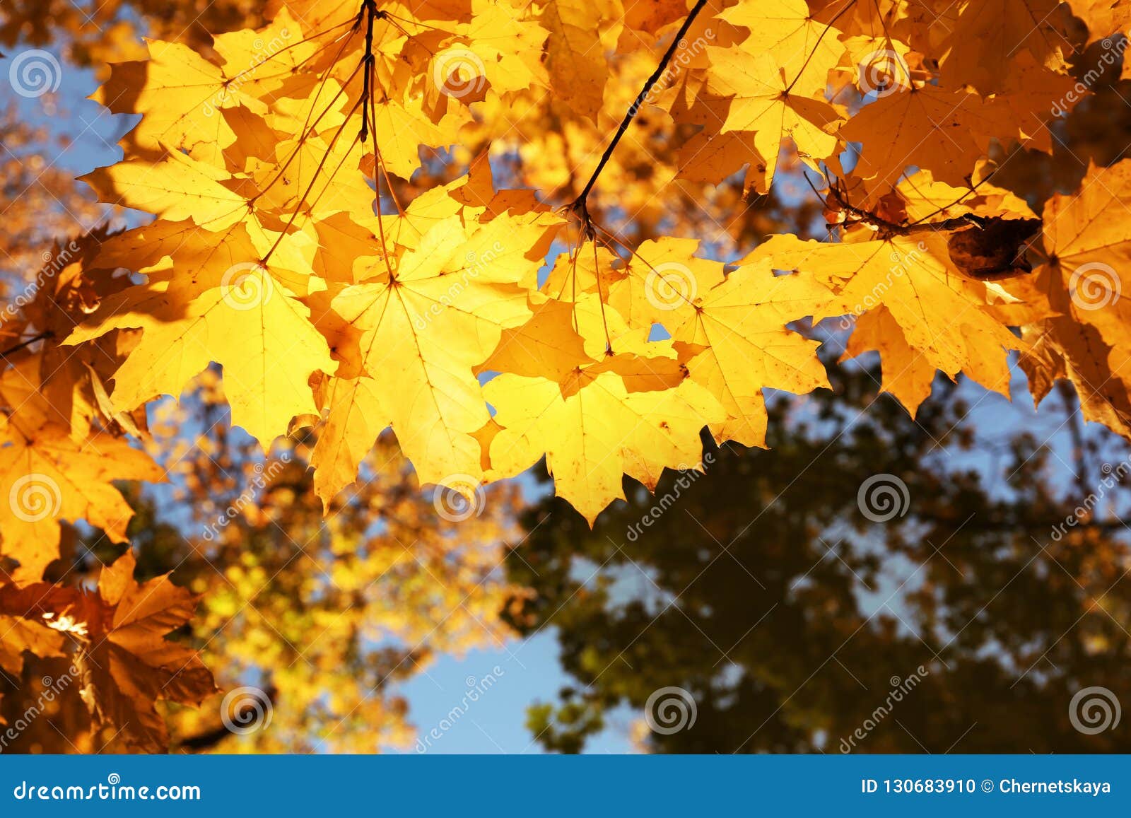 View of Tree Branches with Autumn Leaves Stock Photo - Image of ...