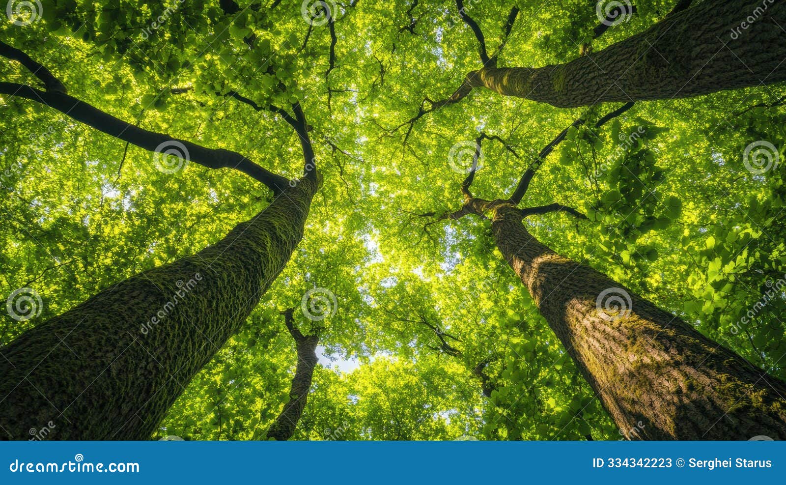 A View of a Tree Canopy from Above Looking Down, AI Stock Image - Image ...