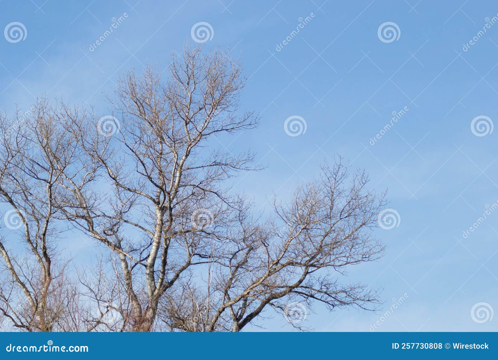 Wetland Sunlit by the Autumn Sun. Stock Photo - Image of blue, horizon ...