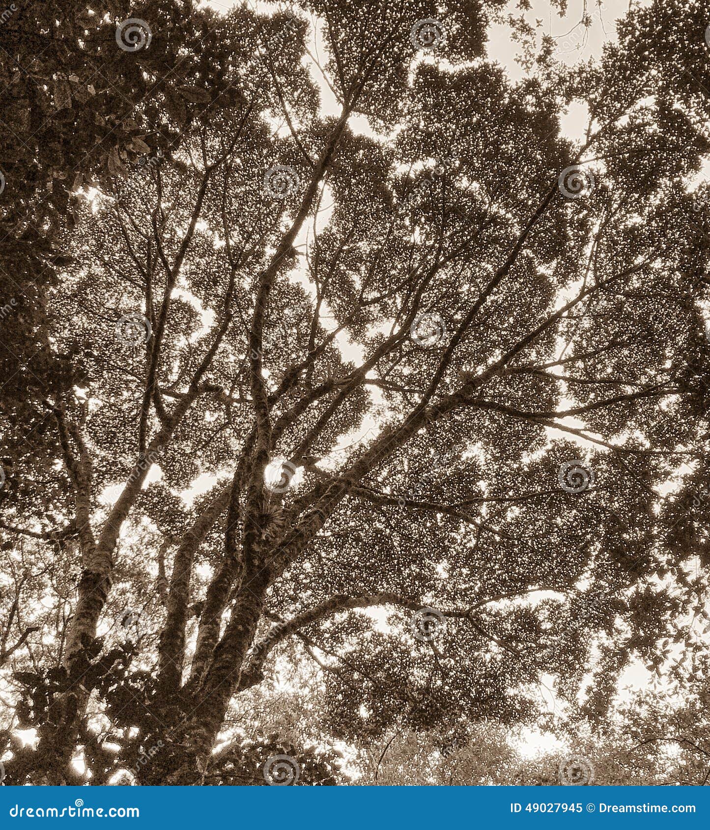 View of tree canopy stock image. Image of shade, tall - 49027945