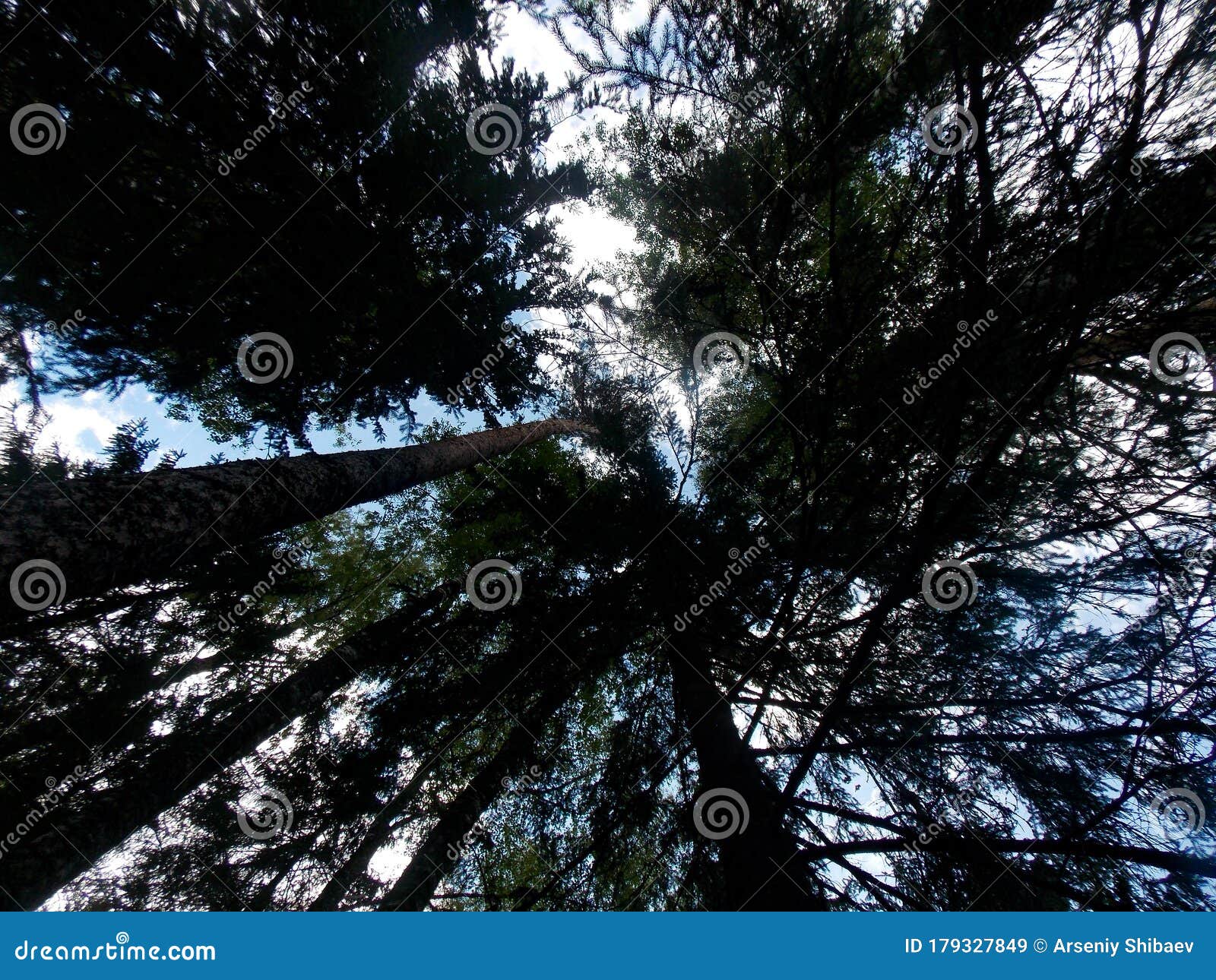 View of the tree crowns stock image. Image of trees - 179327849