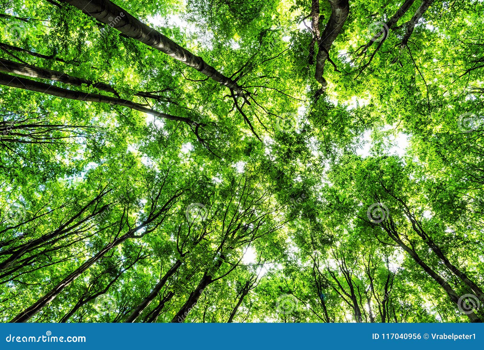 View of Tree Crowns in Spring Forest Stock Photo - Image of plant ...