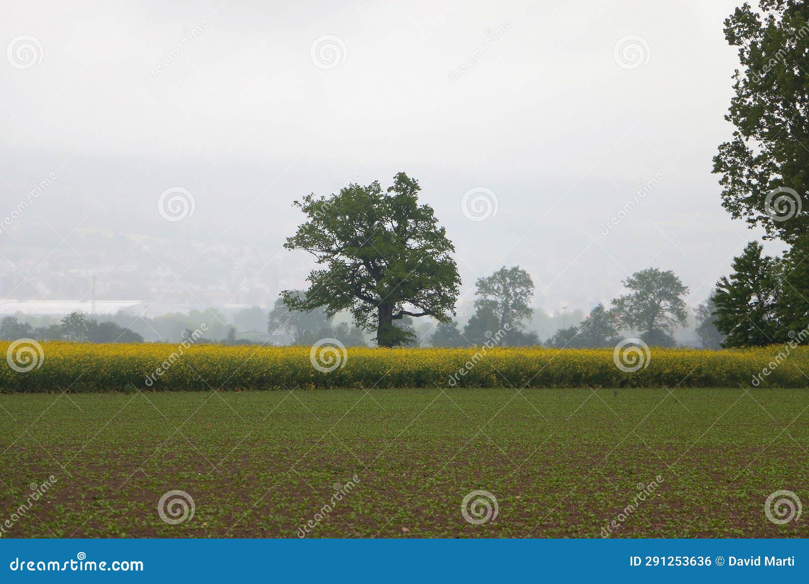 Field and Tree stock photo. Image of hiking, texture - 291253636