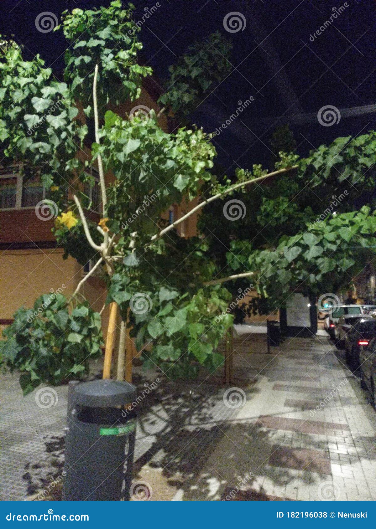 View of a Tree and Its Shadow at Night Stock Photo - Image of backyard ...