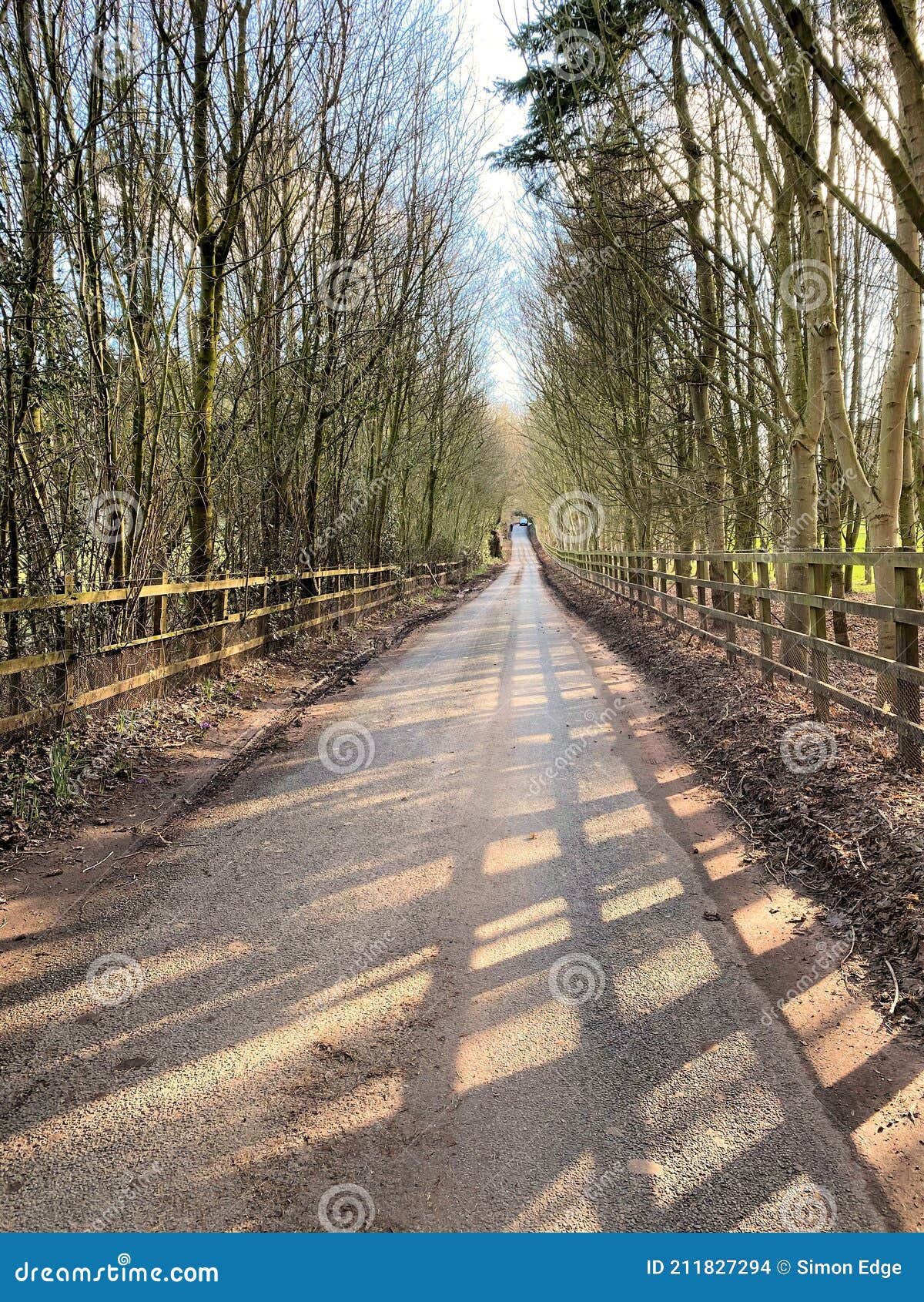 A View of a Tree Lined Lane Stock Photo - Image of green, view: 211827294