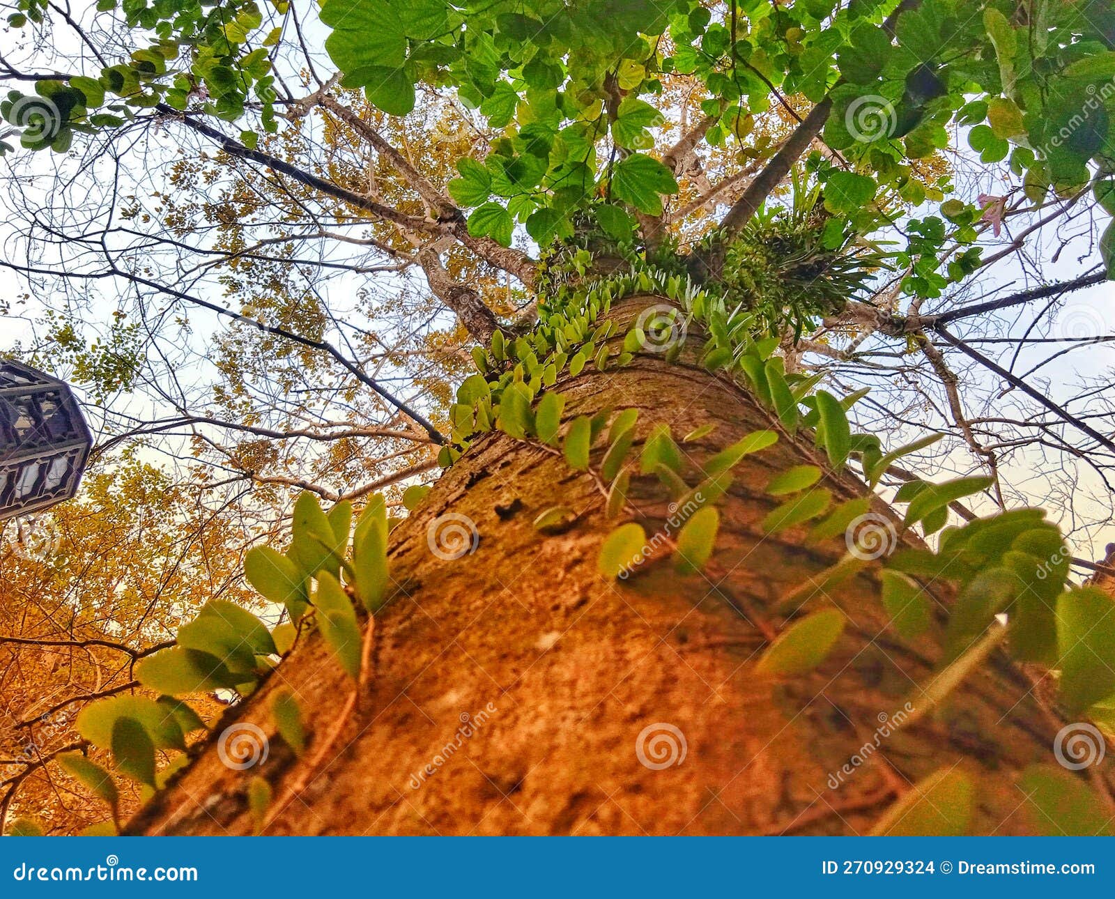 The View of the Tree from Low Angle Stock Photo - Image of jungle ...