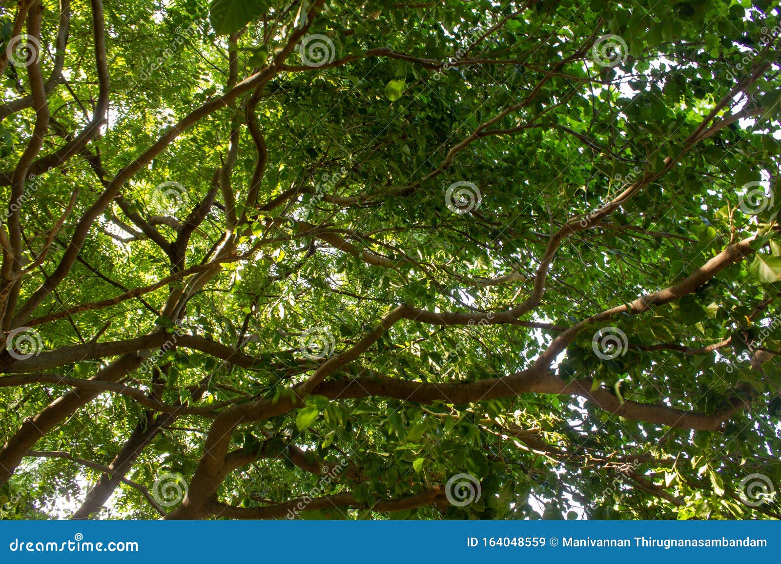 View of the Tree with Many Branches Covering Wide Area and Providing ...