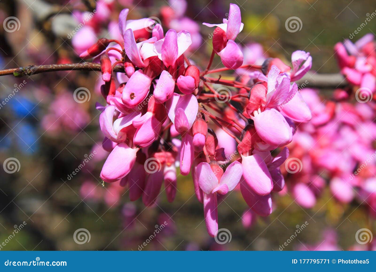 View of Tree with Pink Leaves in Spring Stock Image - Image of garden ...