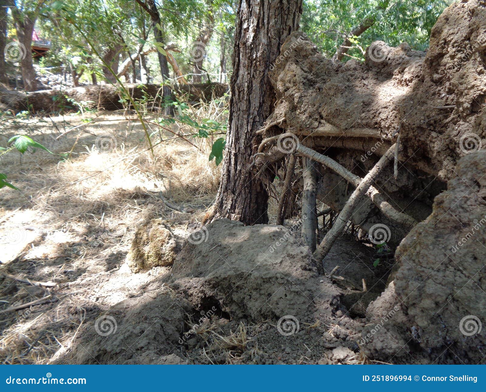 Roots Unearthed From A Felled Tree At The Edge Of A Road. Stock Image ...