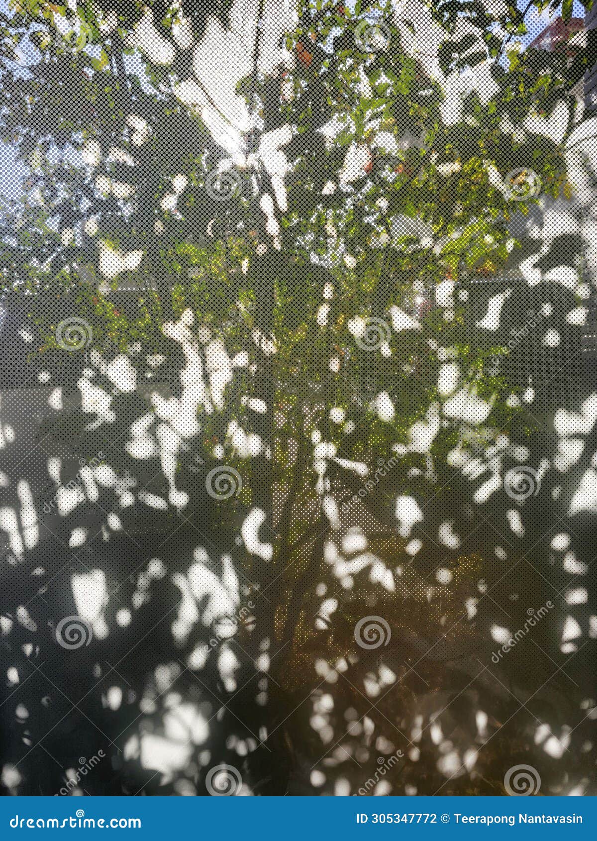 View of Tree with Shadow and Light Beam on Glass Window with Blind ...