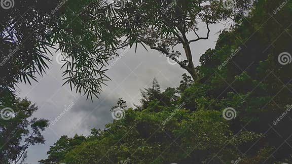 View tree and sky stock photo. Image of tree, nature - 158409444