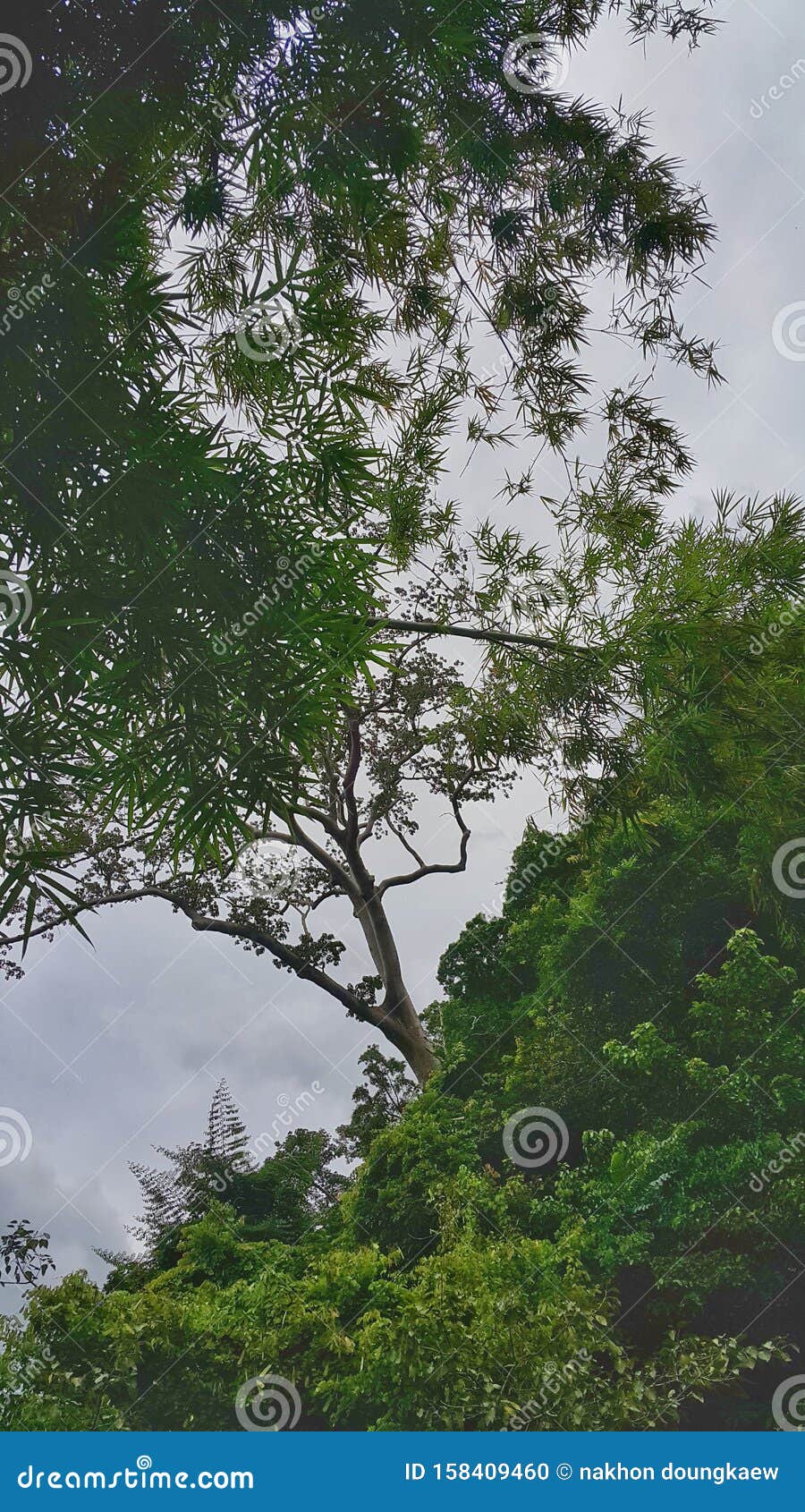View tree and sky stock photo. Image of tree, green - 158409460