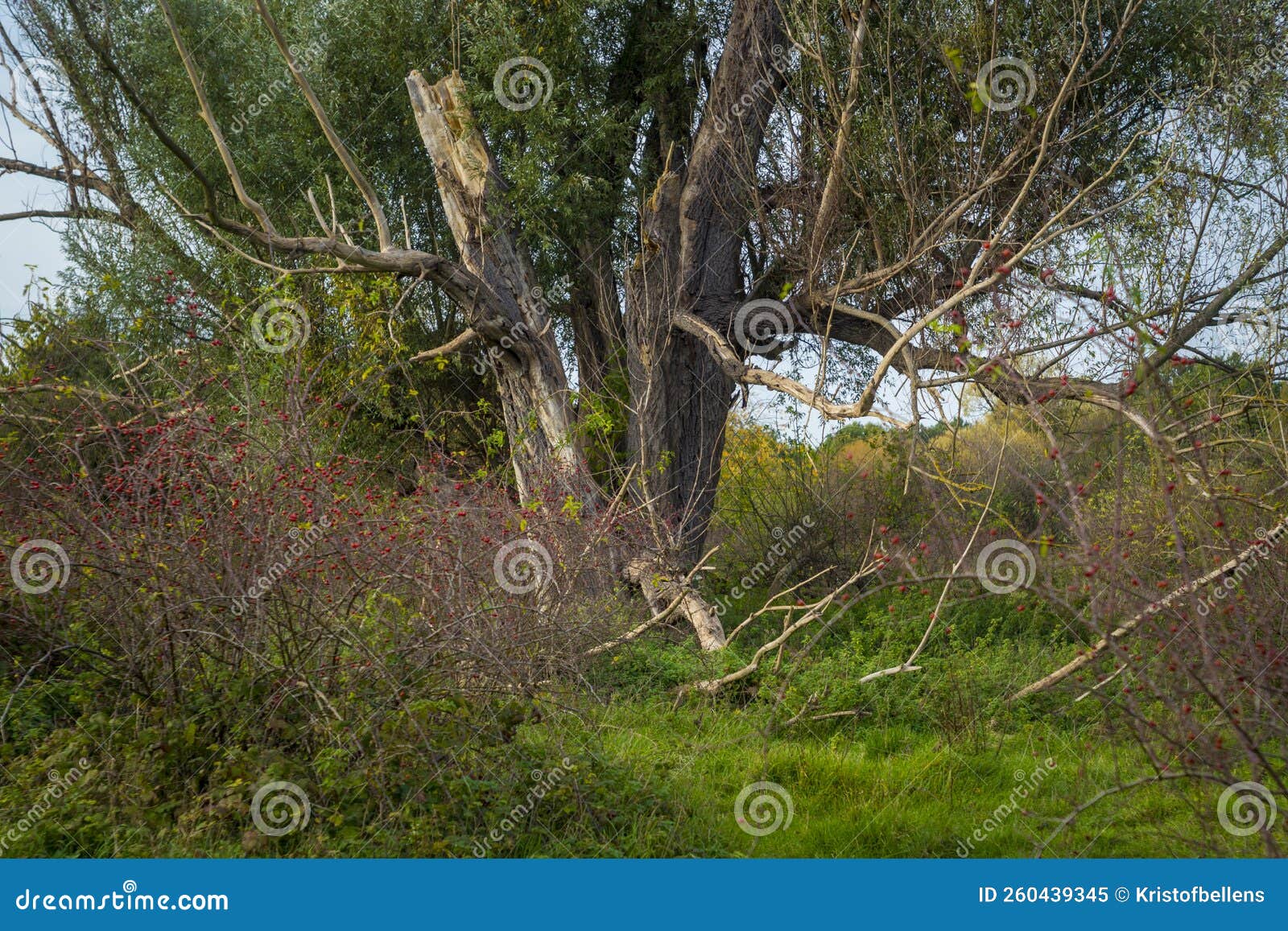 View on Tree with Storm Damage, with Snapped Tree Trunk Stock Image ...