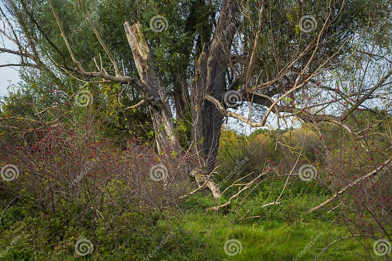 View on Tree with Storm Damage, with Snapped Tree Trunk Stock Image ...