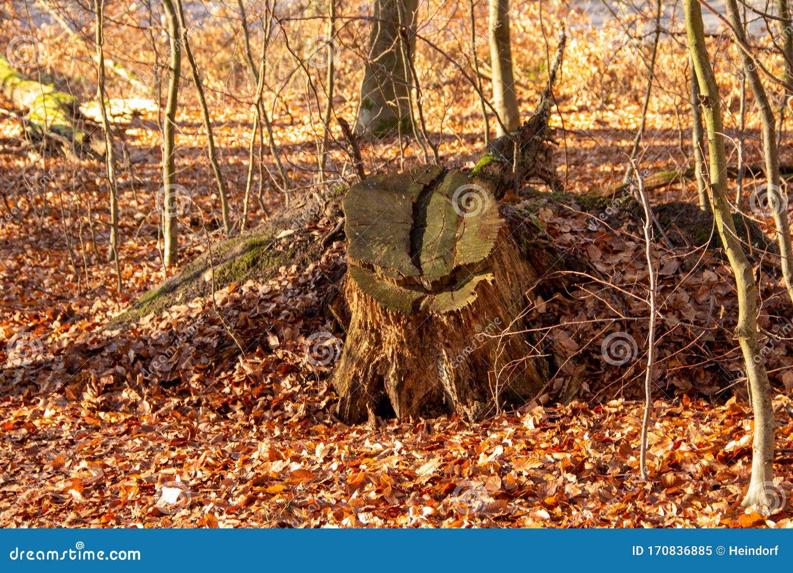 A Tree Stump that Has Been Partially Uprooted Stock Image - Image of ...