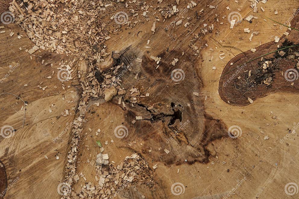 View on Tree Stump in Spring Forest Stock Image - Image of resource ...