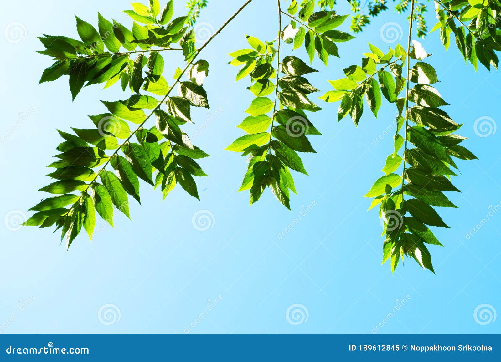 View of tree top with sky stock image. Image of freshness - 189612845