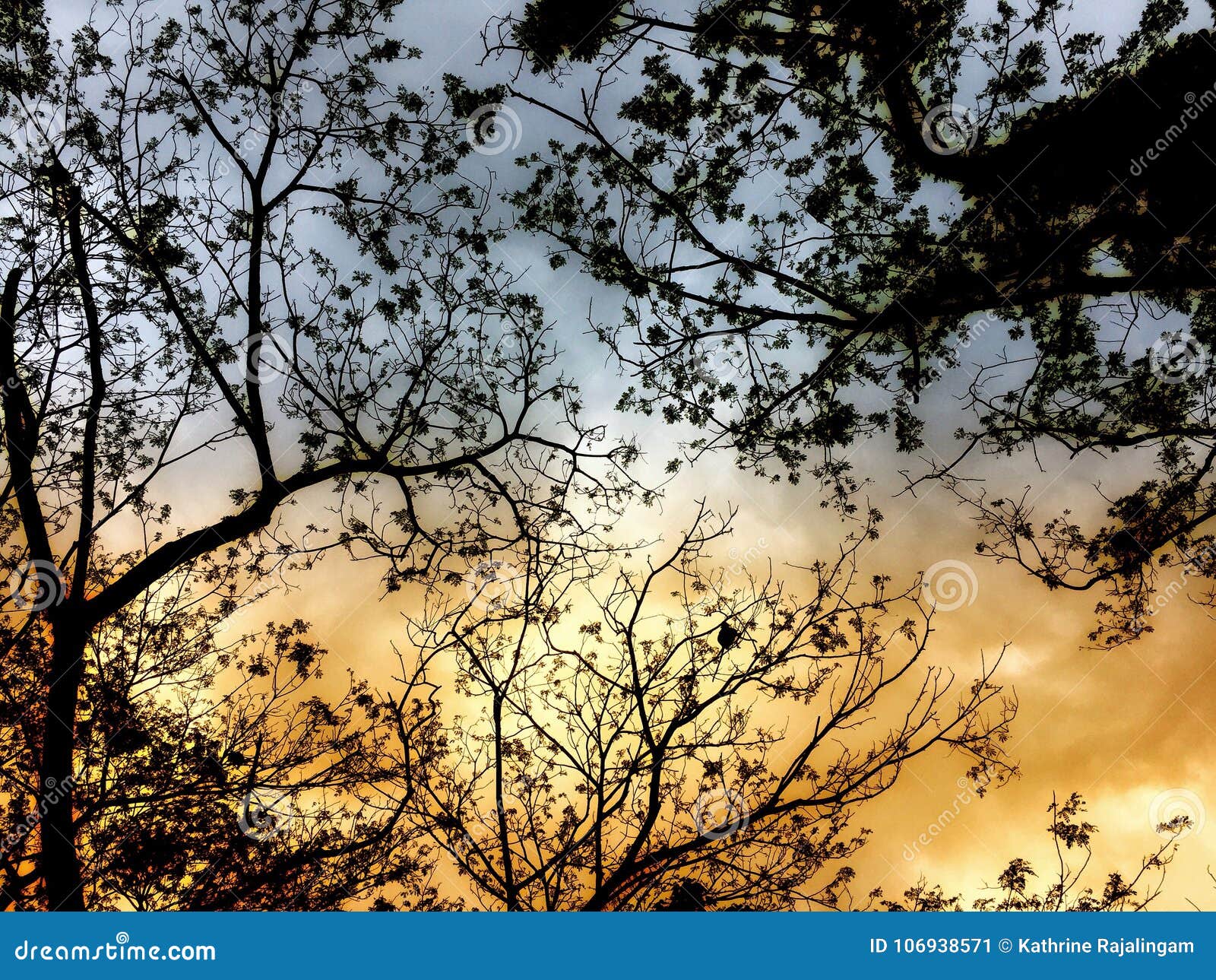 Tree stock image. Image of branches, view, leaf, nature - 106938571