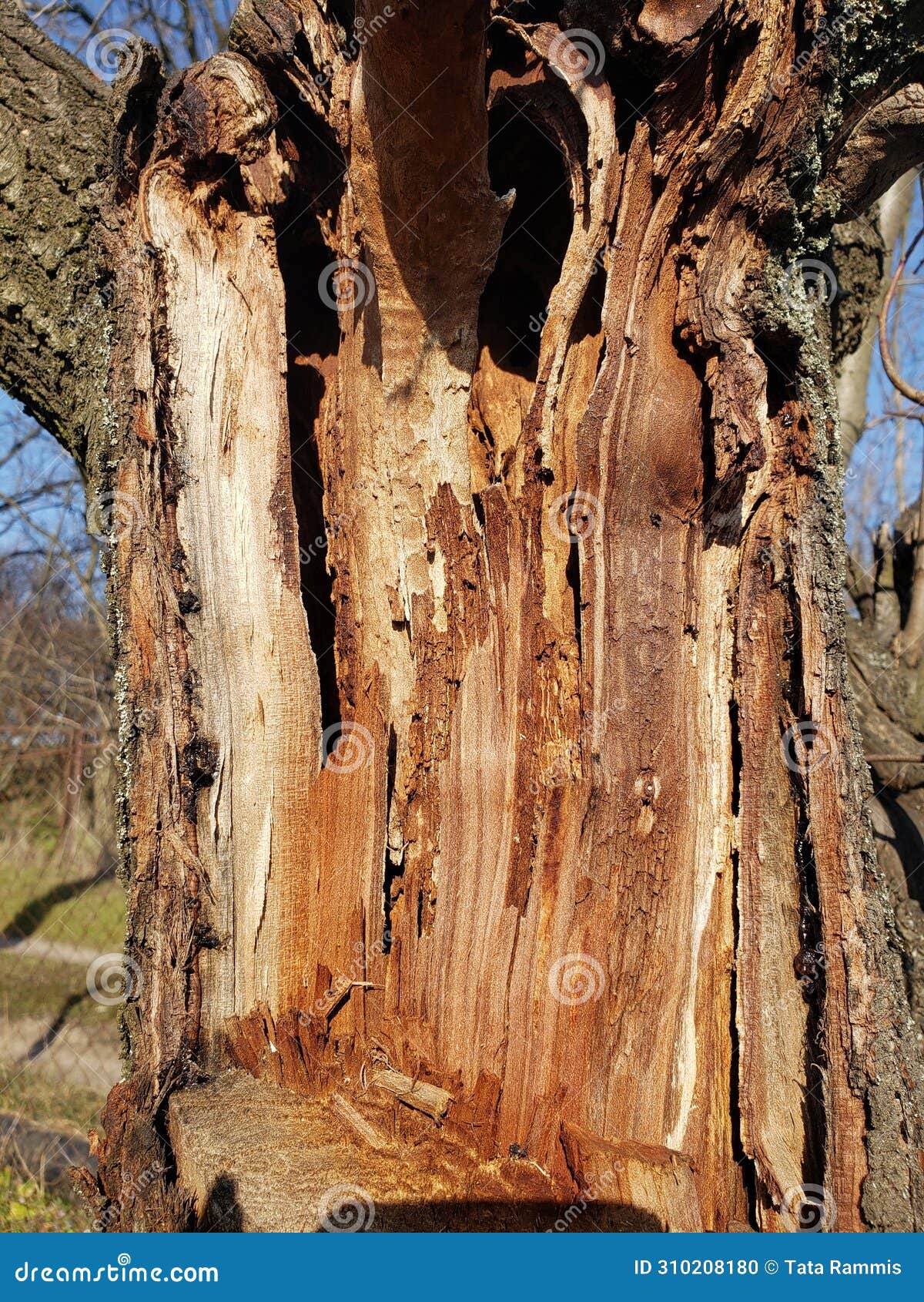 A Broken Tree with a Large Branch Falling Off. Stock Photo - Image of ...